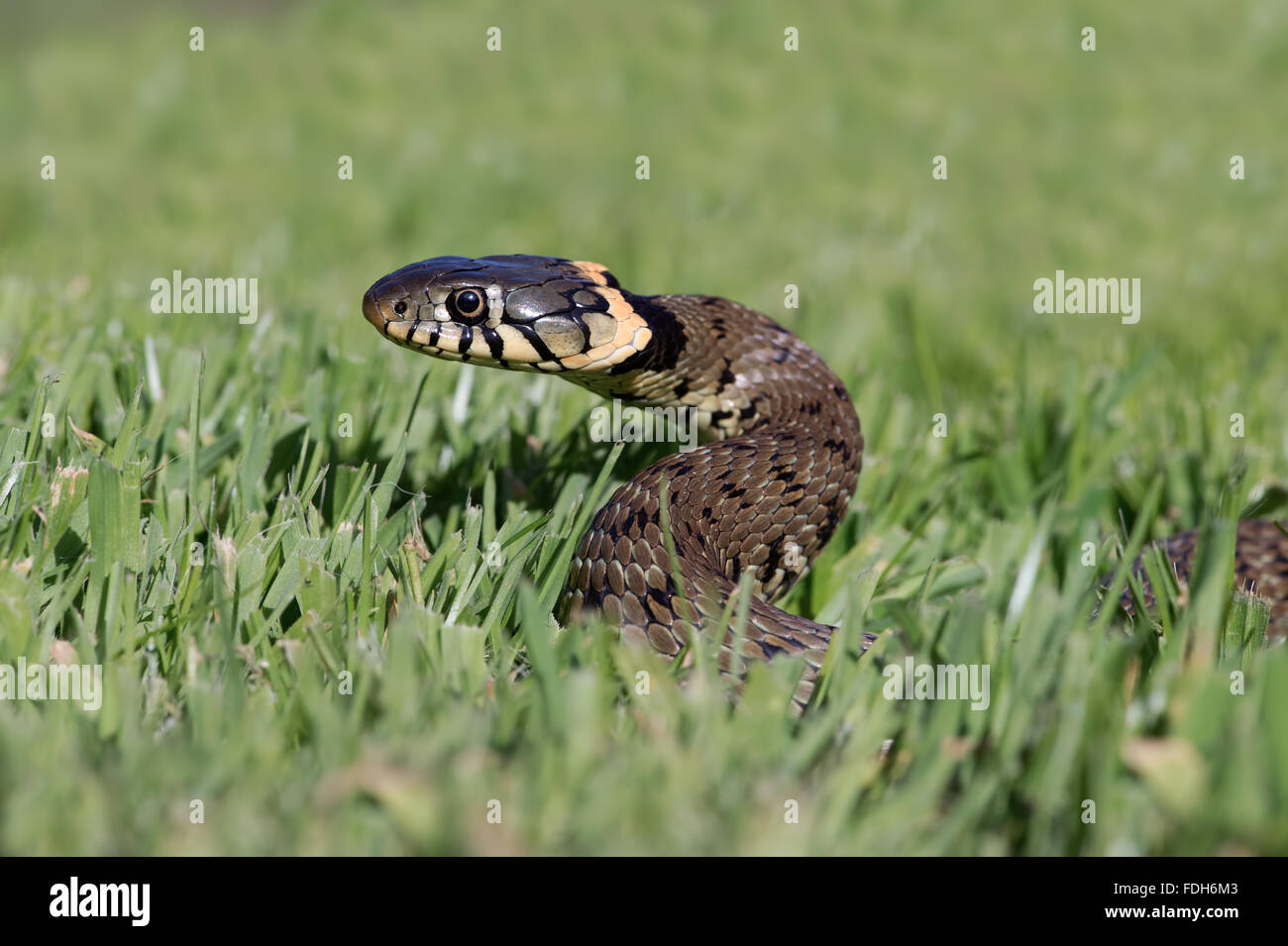 Grass Snake (Natrix Natrix Stock Photo - Alamy