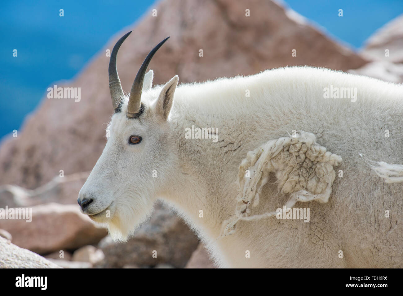 Mountain Goat (Oreamnos americanus) shedding fur, Mount Evans ...