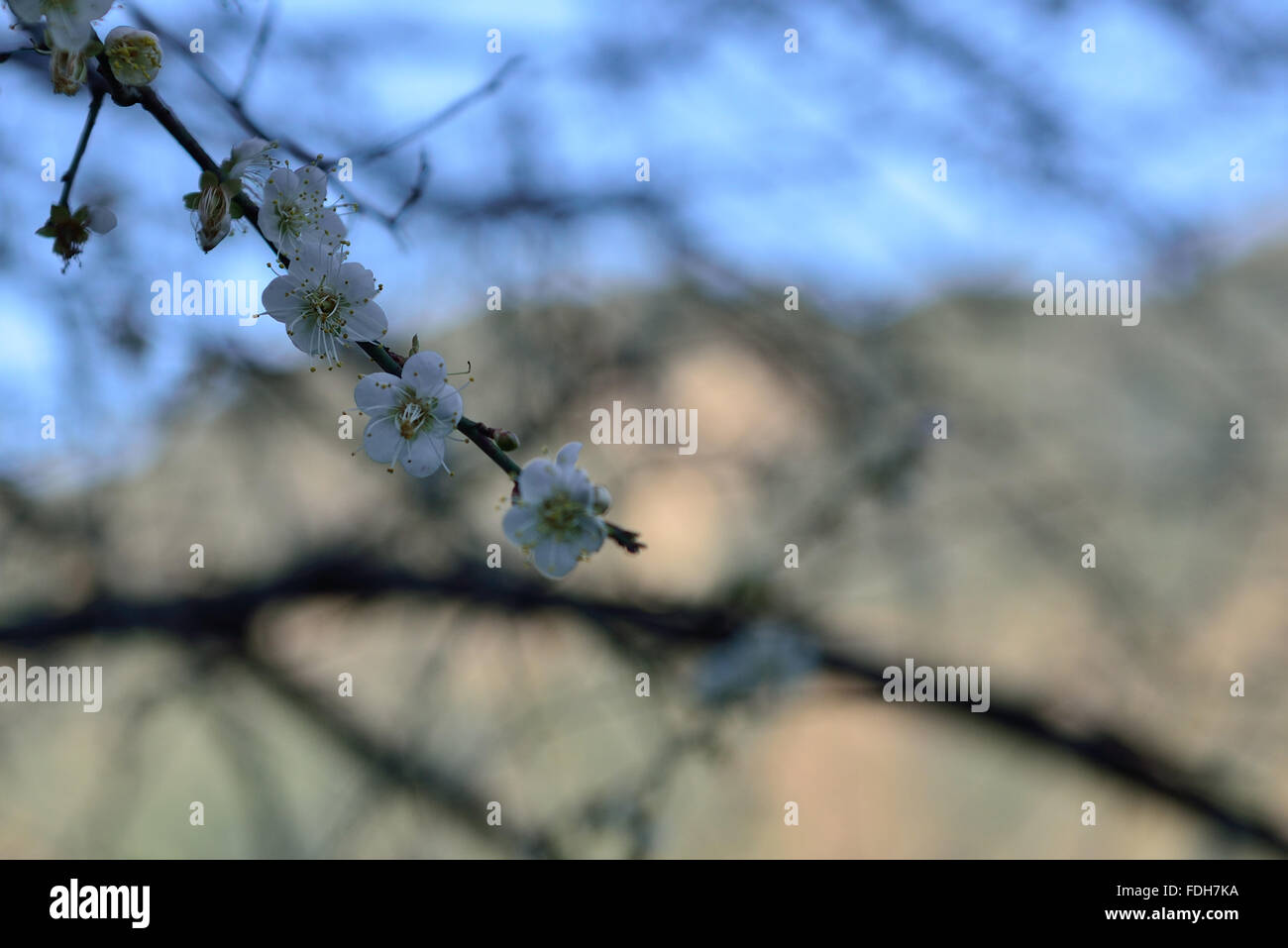 Plum trees in bloom hi-res stock photography and images - Alamy