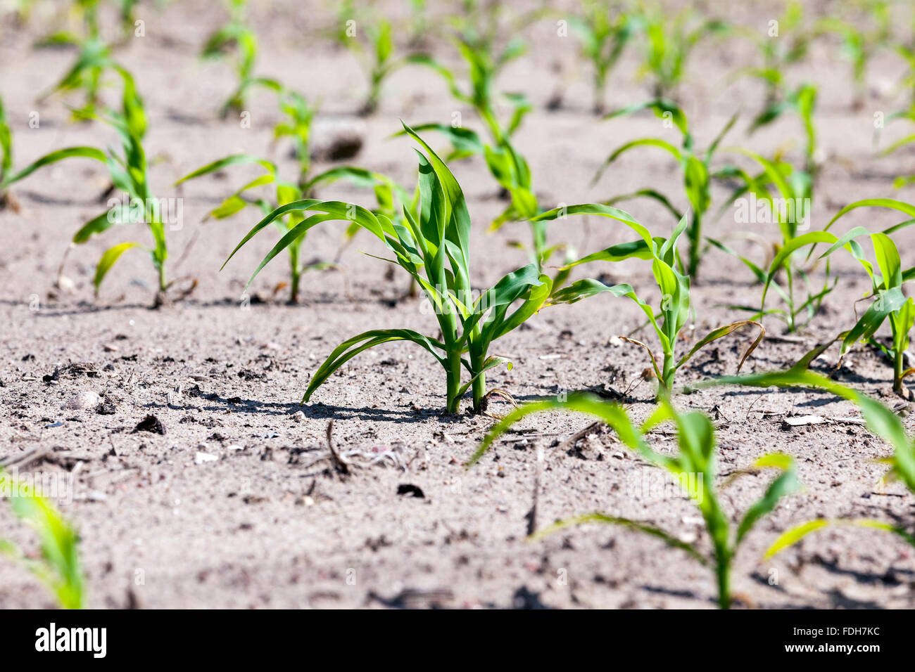 corn field. close-up Stock Photo - Alamy