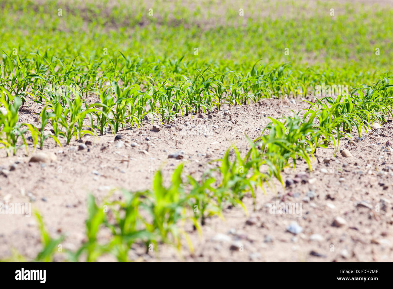 corn field. close-up Stock Photo - Alamy