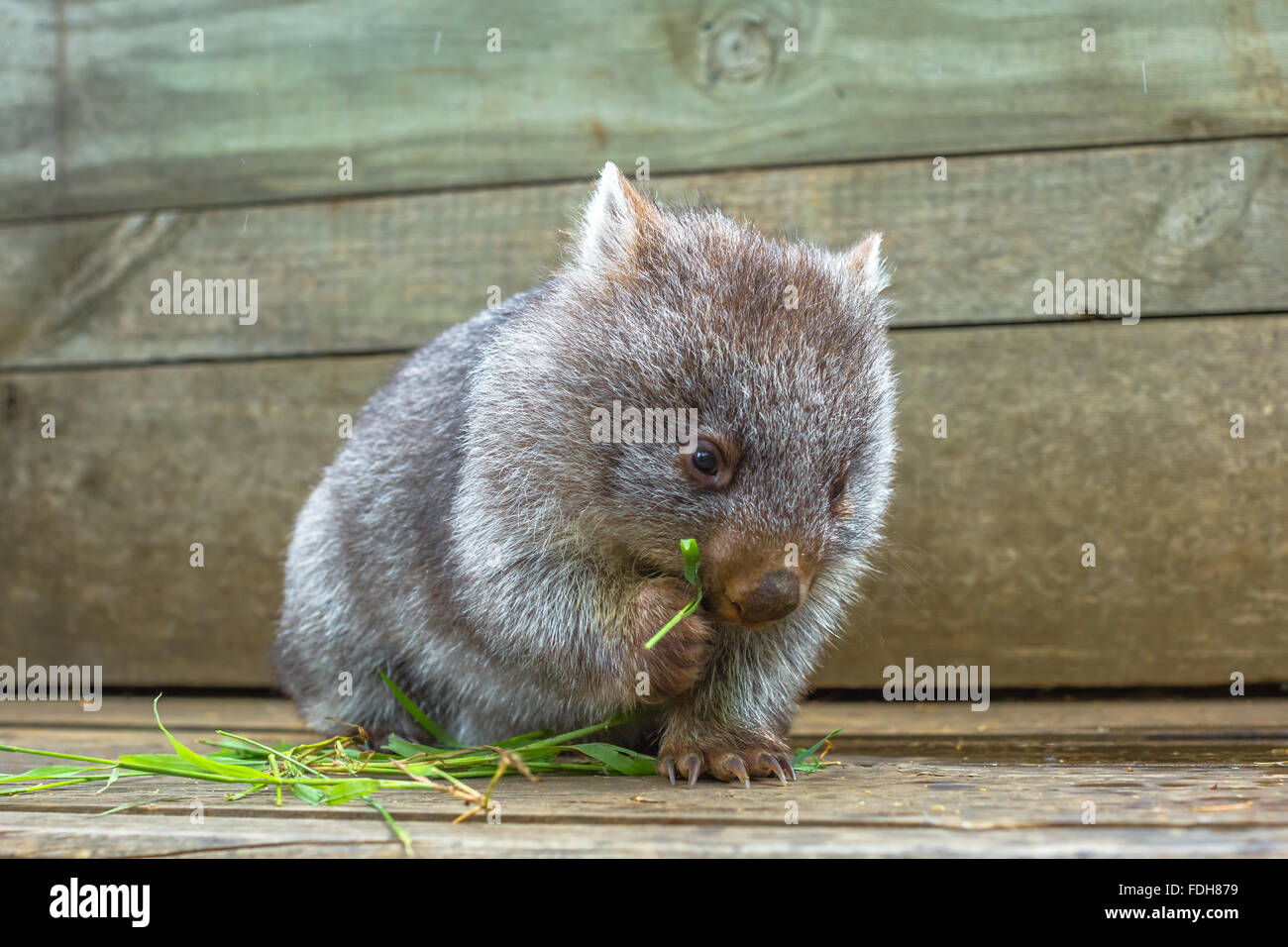 Wombat eating hi-res stock photography and images - Alamy