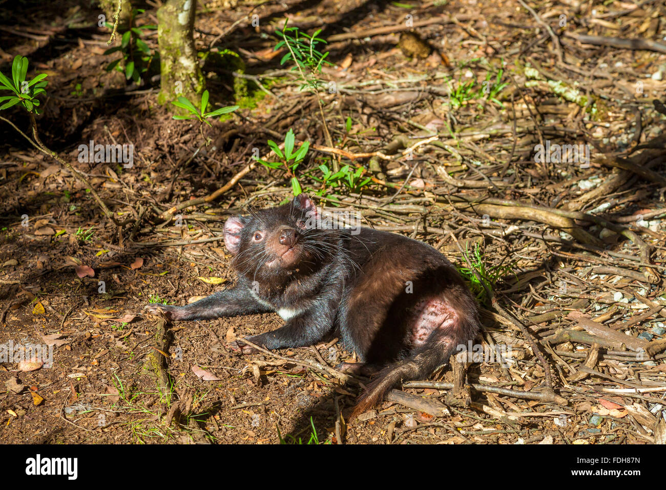 Tasmanian Devil lying Stock Photo - Alamy