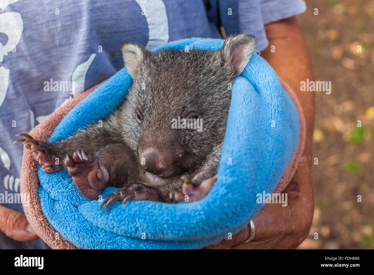 Baby wombat hi-res stock photography and images - Alamy