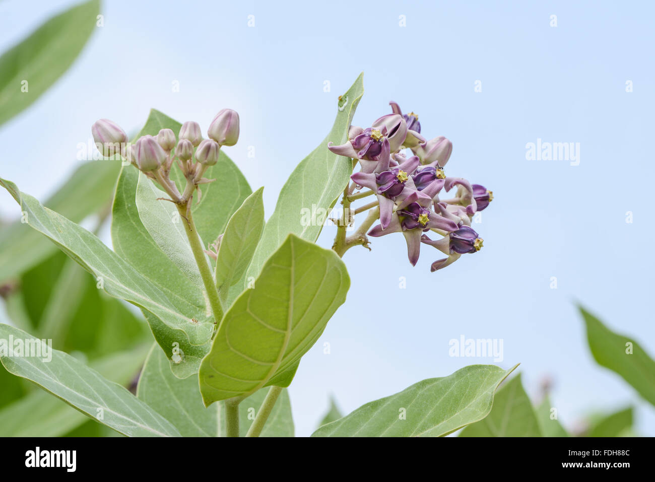 Crown flower hi-res stock photography and images - Alamy