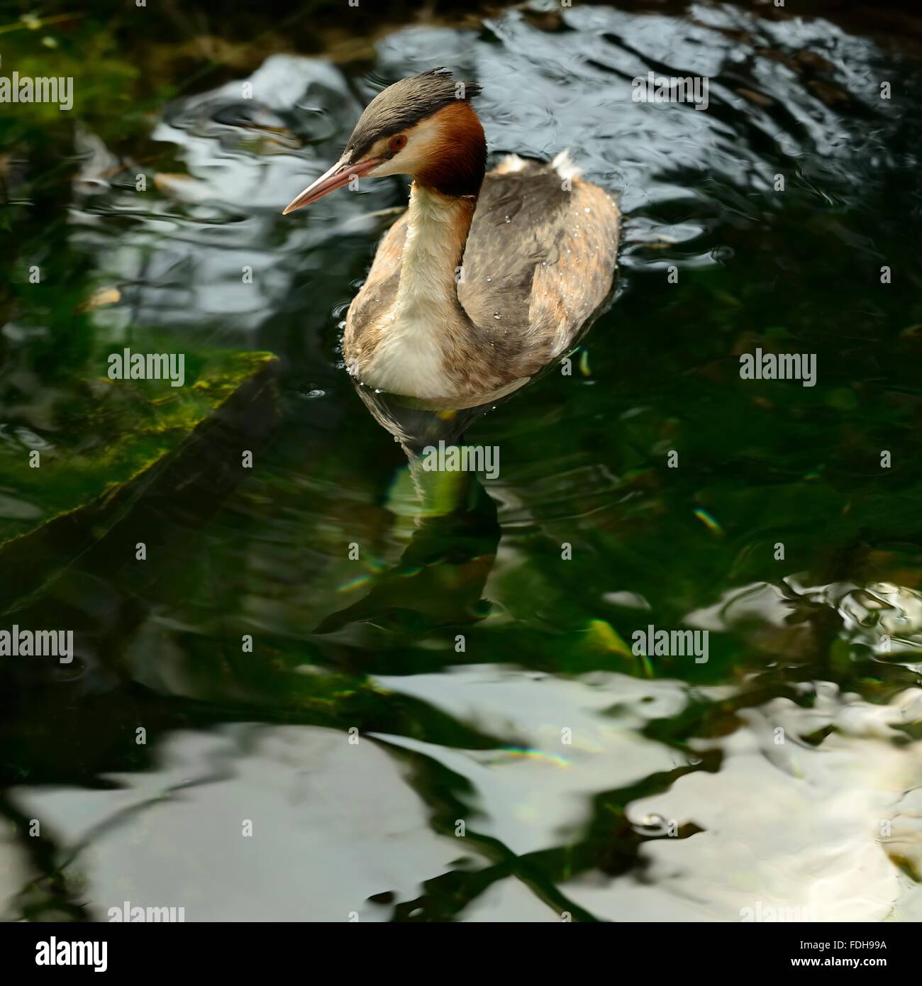 Great crested grebe Stock Photo - Alamy