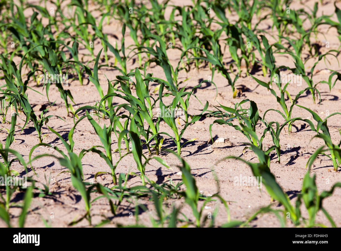 green corn. Spring Stock Photo - Alamy