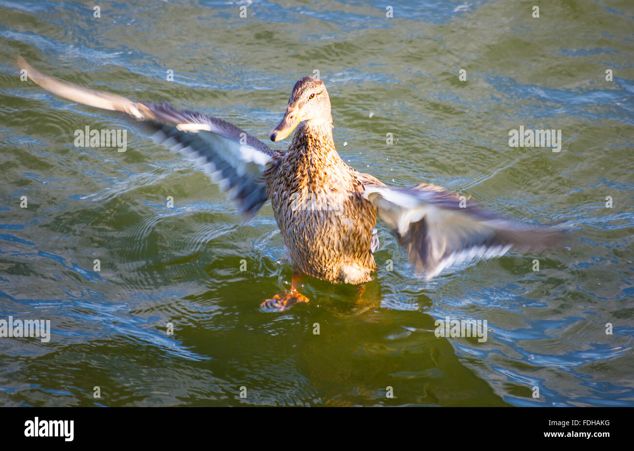 duck taking off from water, summer day Stock Photo - Alamy