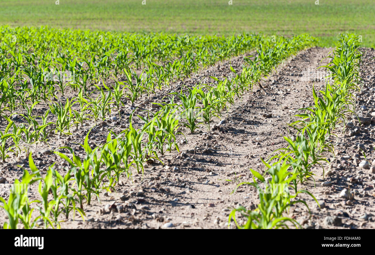 corn field. close-up Stock Photo - Alamy