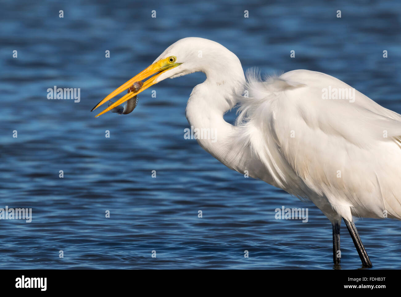 Fish eating bird of prey hi-res stock photography and images - Alamy