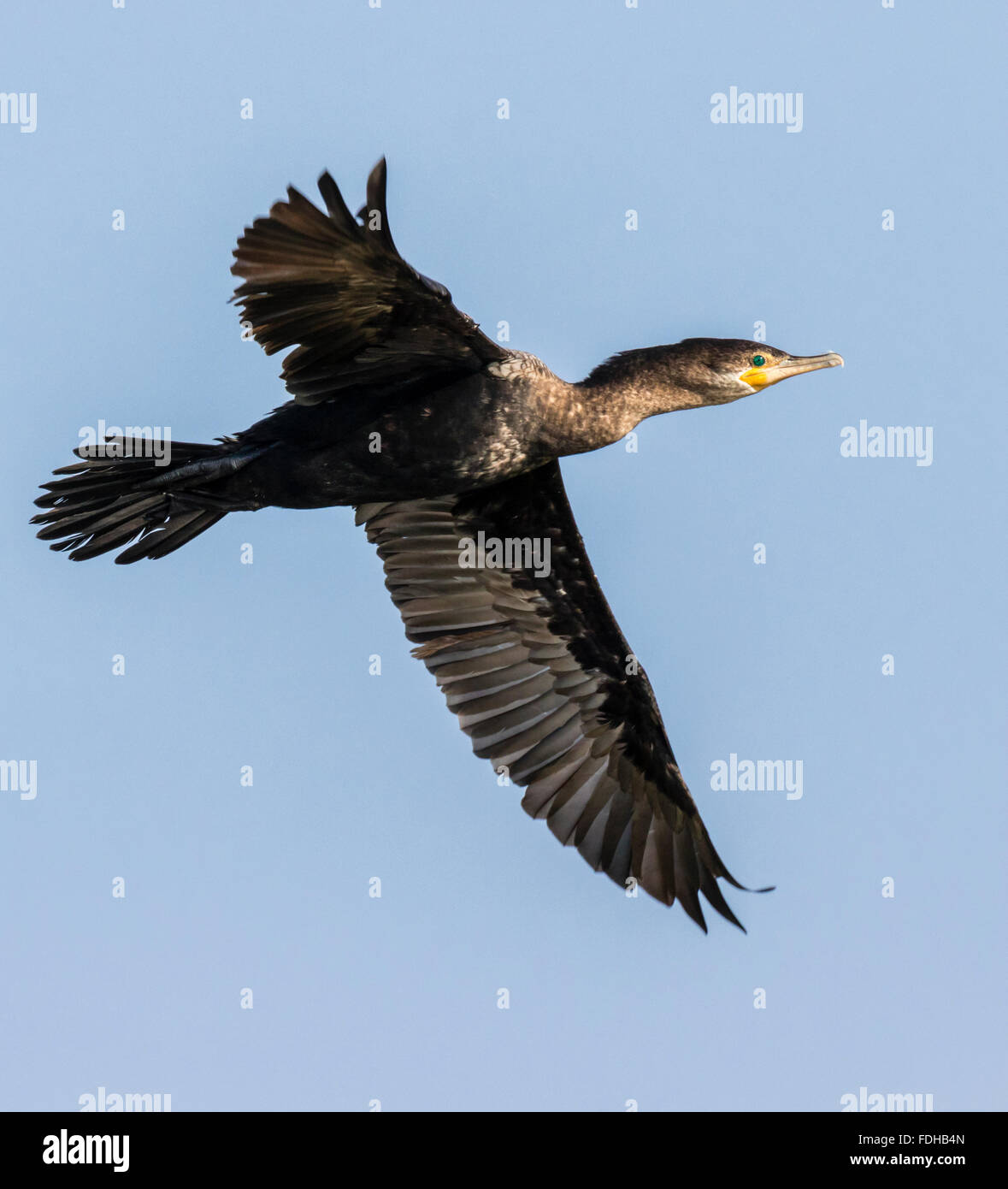 Neotropic cormorant nannopterum brasilianum hi-res stock photography ...