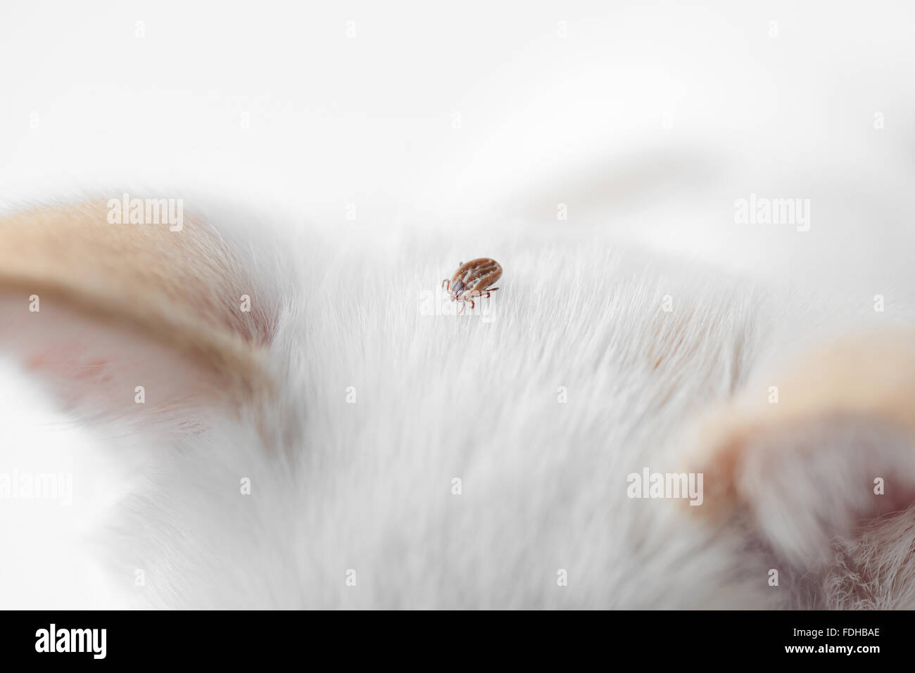 Ticks hi-res stock photography and images - Alamy