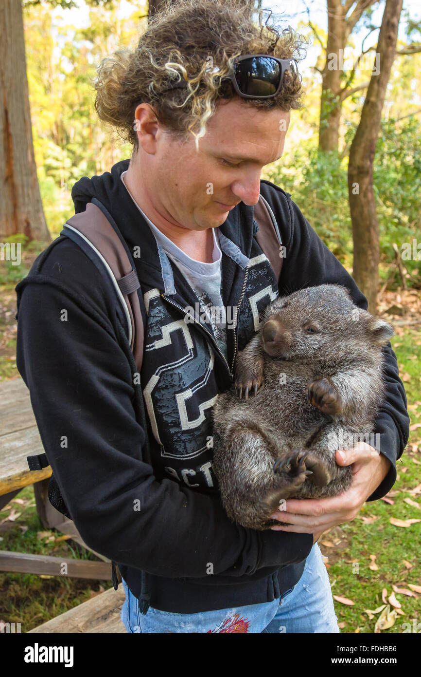 Little Wombat Holding Stock Photo - Alamy