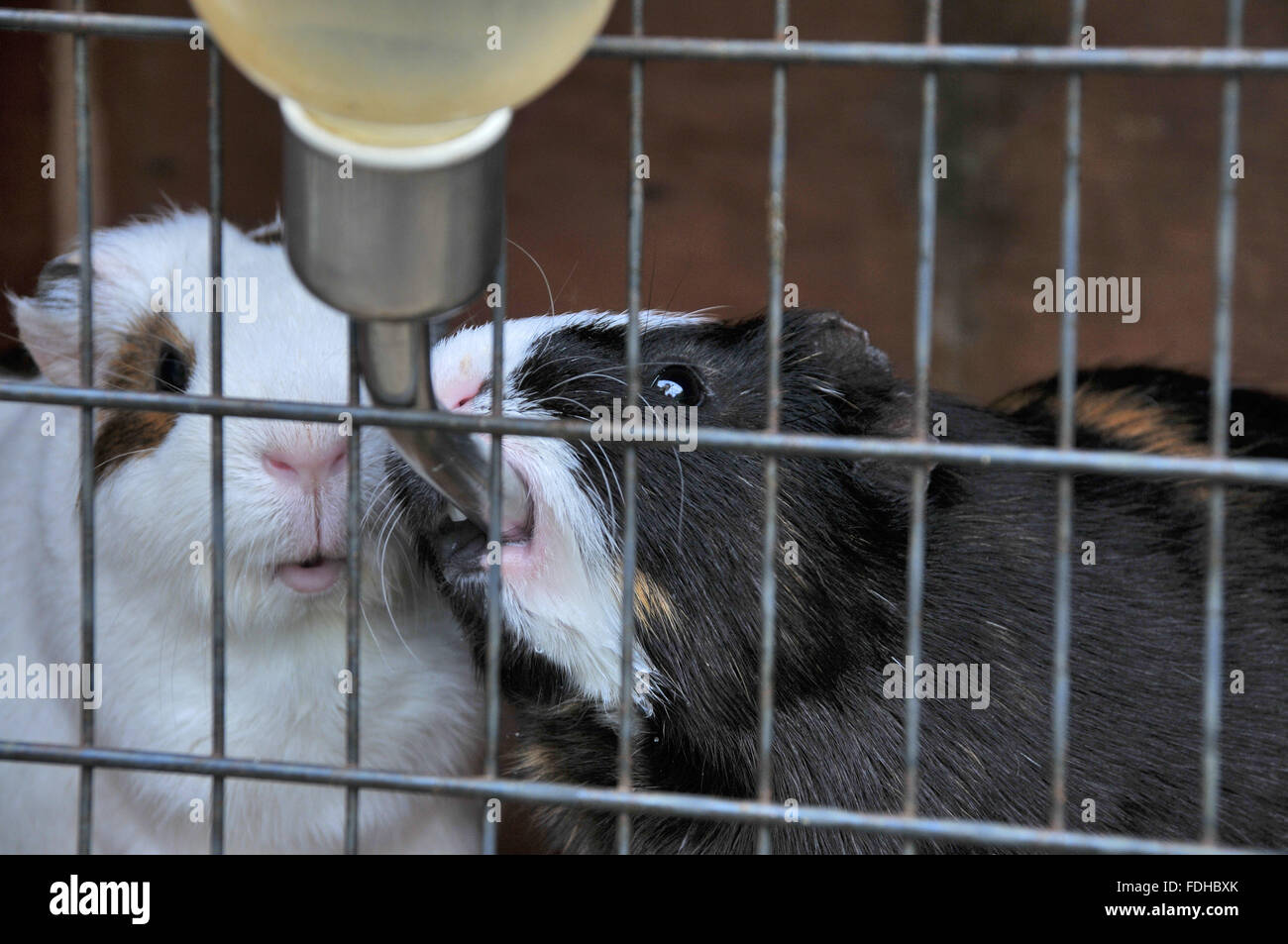 A guinea pig drinking from a water dispenser attached to its hutch door ...