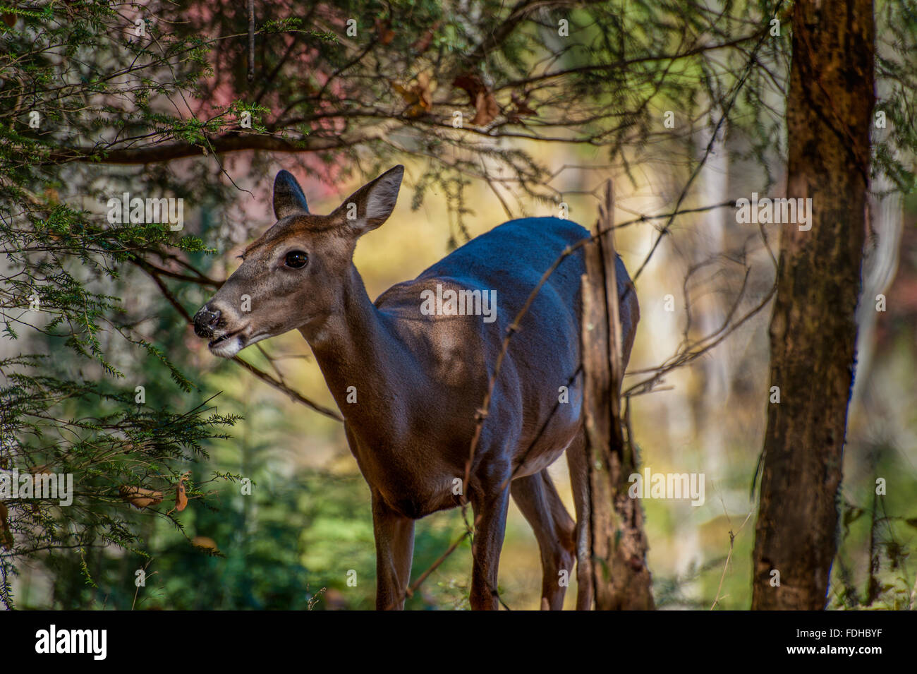 Front facing hi-res stock photography and images - Alamy