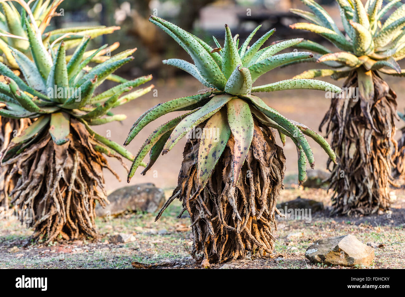 Aloe plant hi-res stock photography and images - Alamy