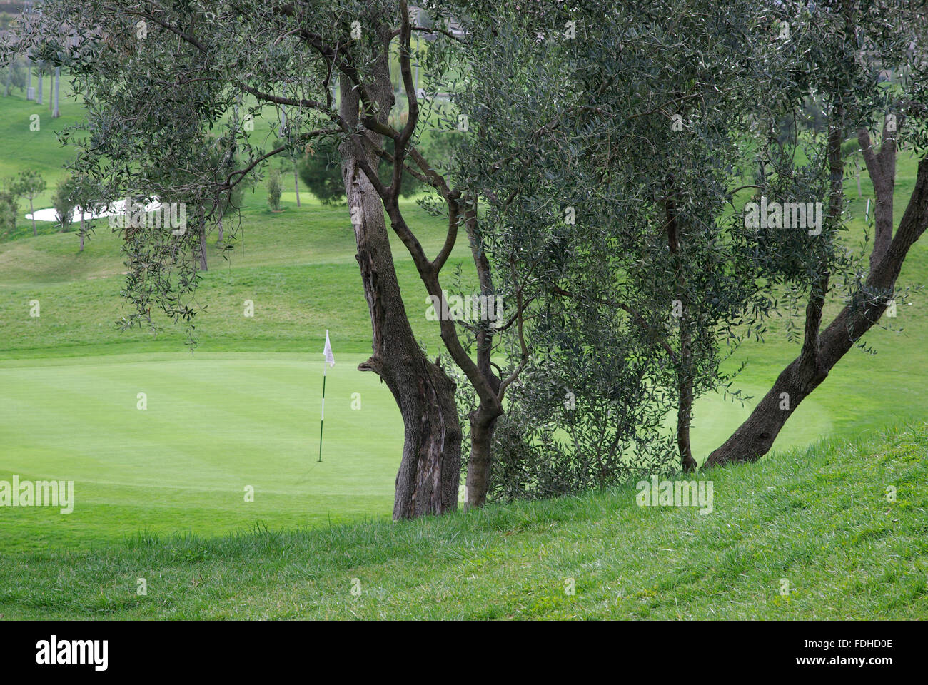 Olive tree at golf course Stock Photo - Alamy