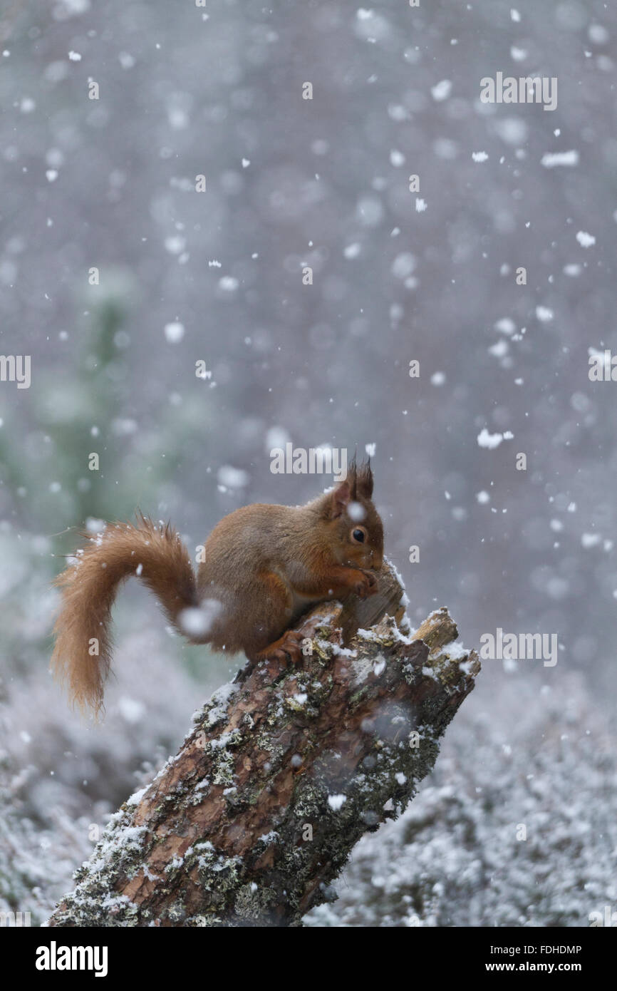 Red squirrel winter hi-res stock photography and images - Alamy