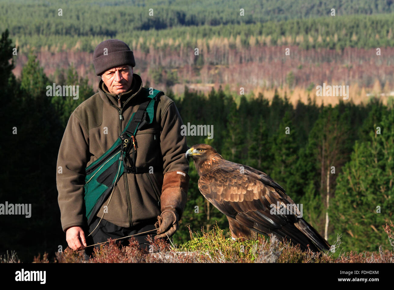 Falconer with Golden Eagle Stock Photo - Alamy