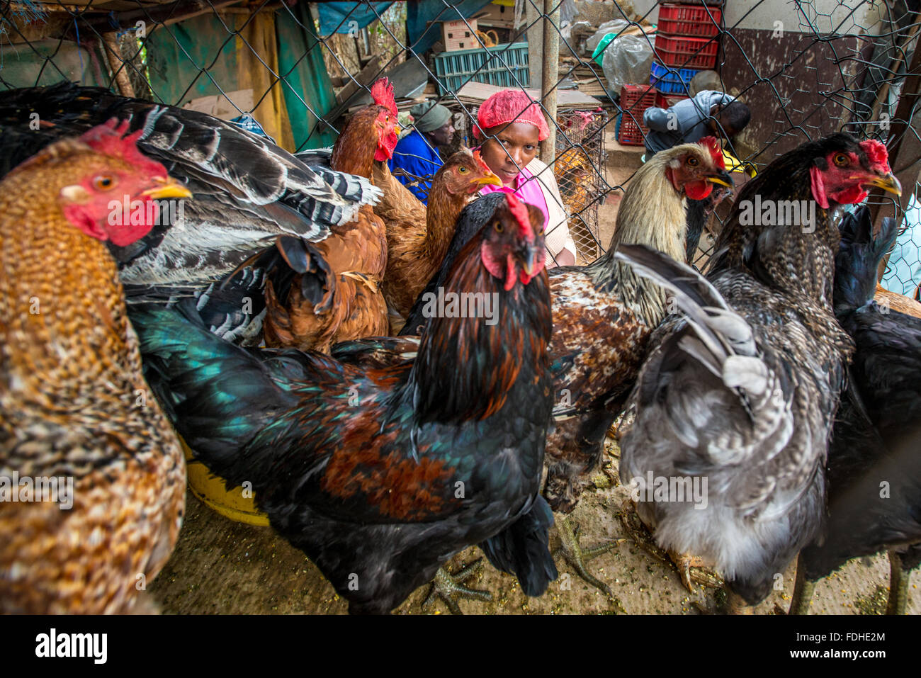 Woman africa chicken hi-res stock photography and images - Alamy