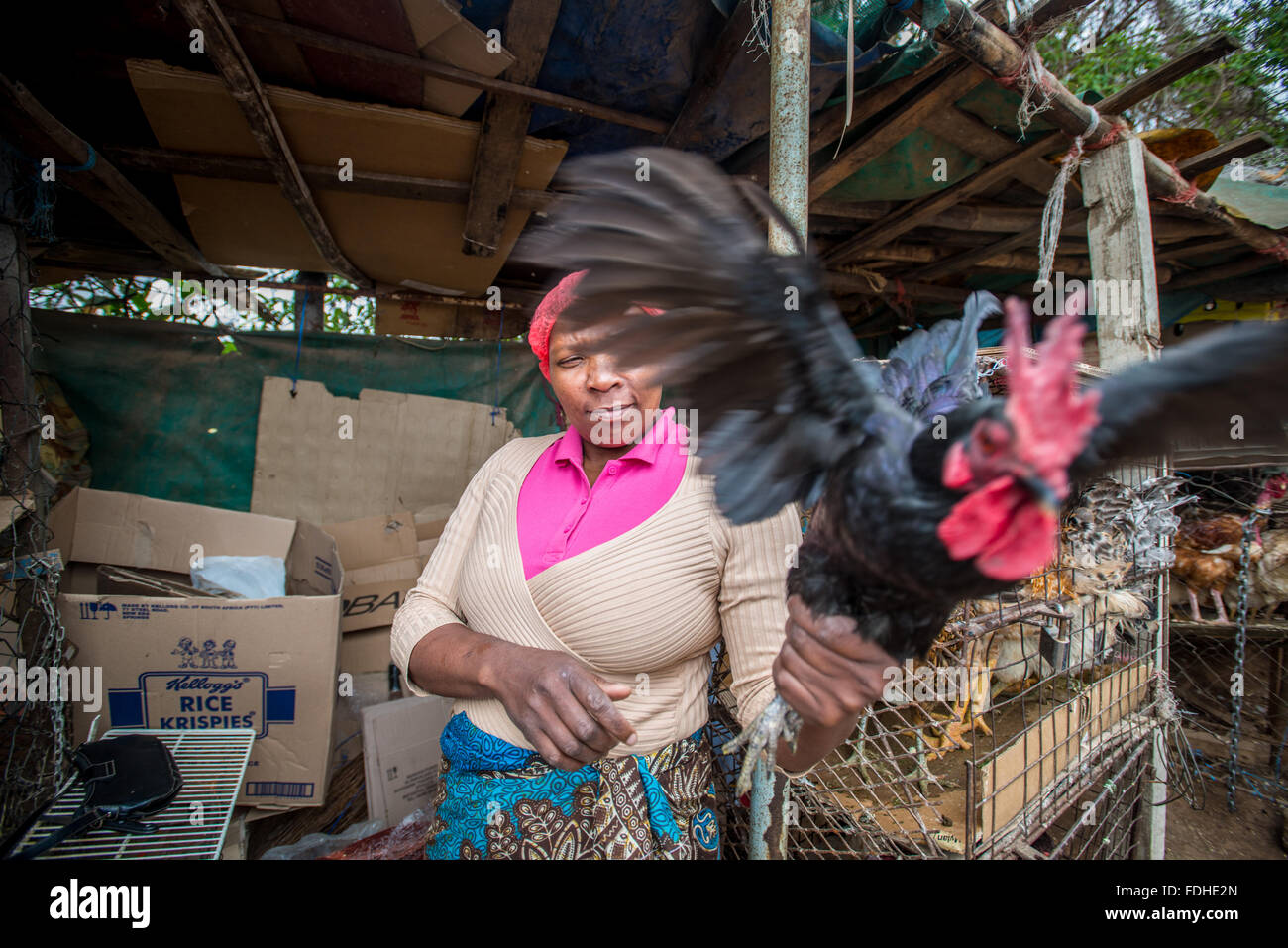 Chicken craft hi-res stock photography and images - Alamy