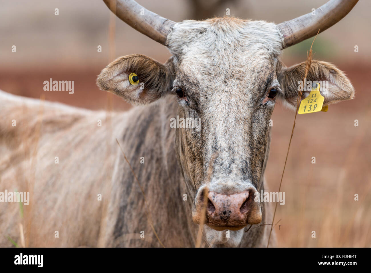 Beef cattle in the Hhohho region of Swaziland, Africa Stock Photo - Alamy