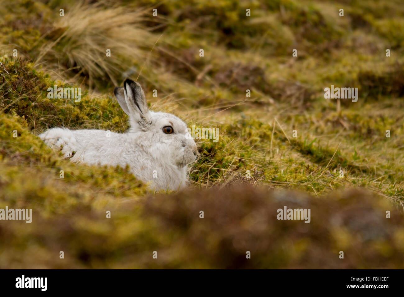 Mountain hare global warming hi-res stock photography and images - Alamy