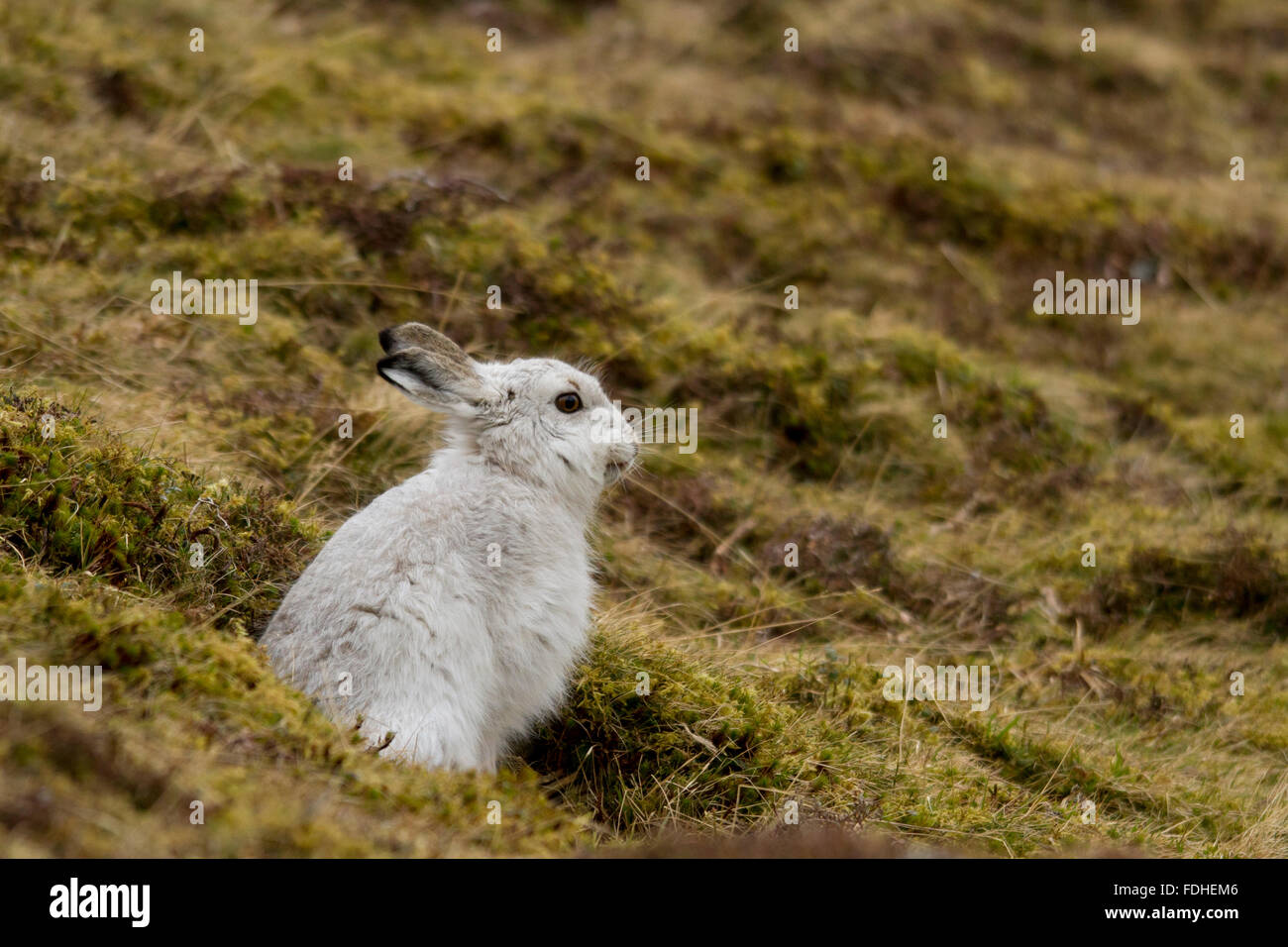 Mountain hare global warming hi-res stock photography and images - Alamy