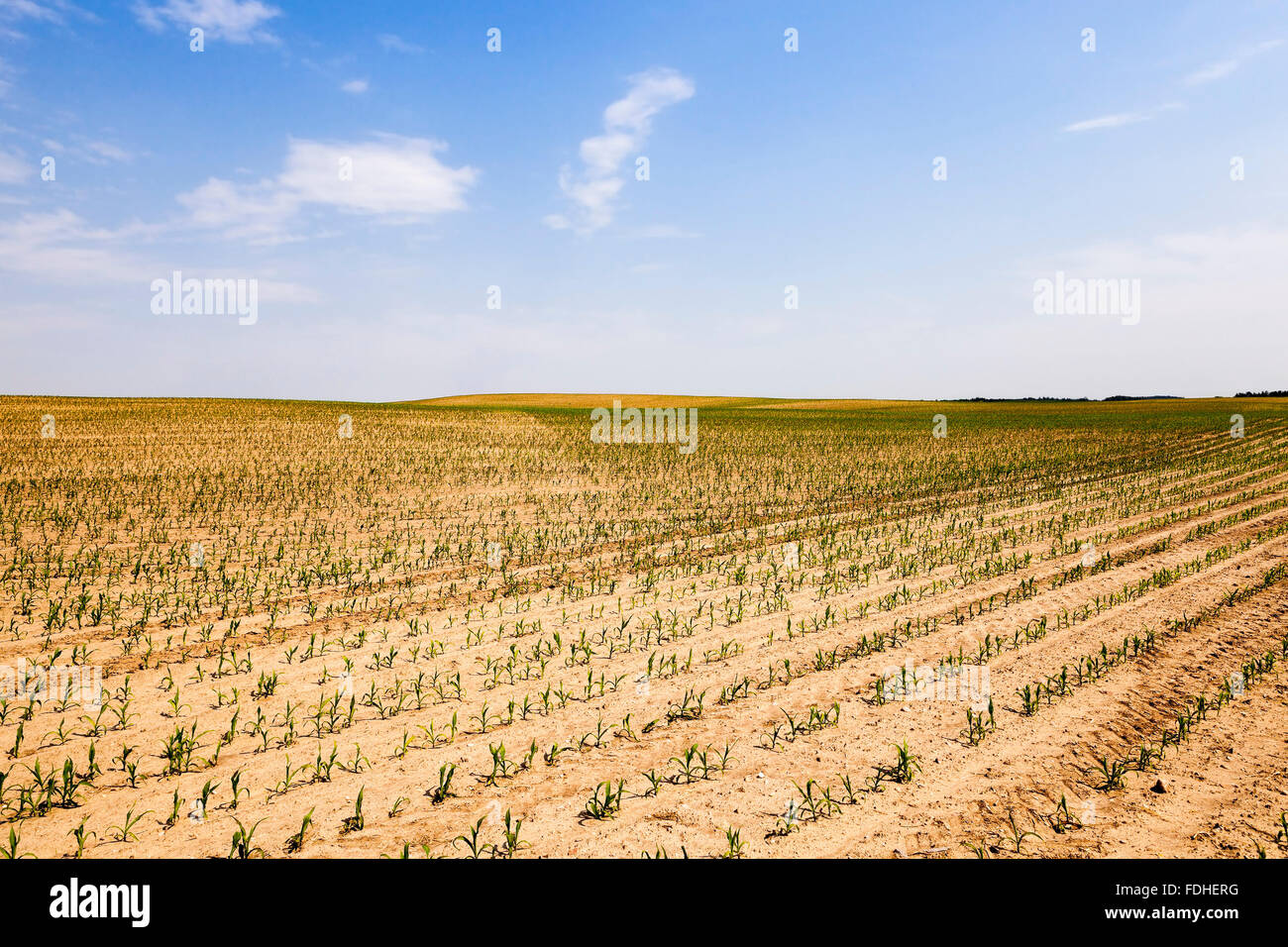 corn germ . field Stock Photo - Alamy