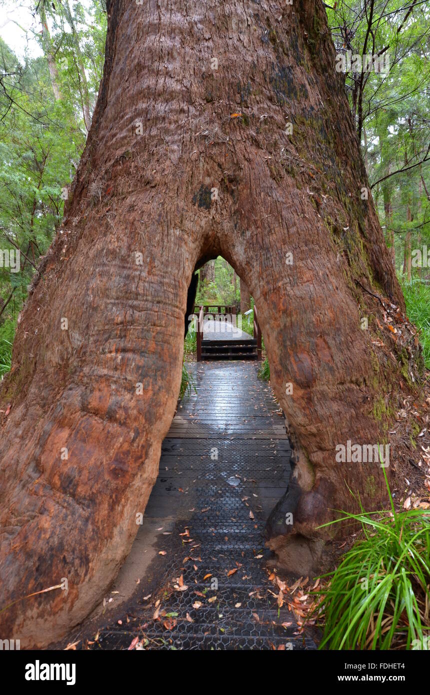 Split tingle tree trunk with a walkway of the 'Ancient Empire' walk at ...