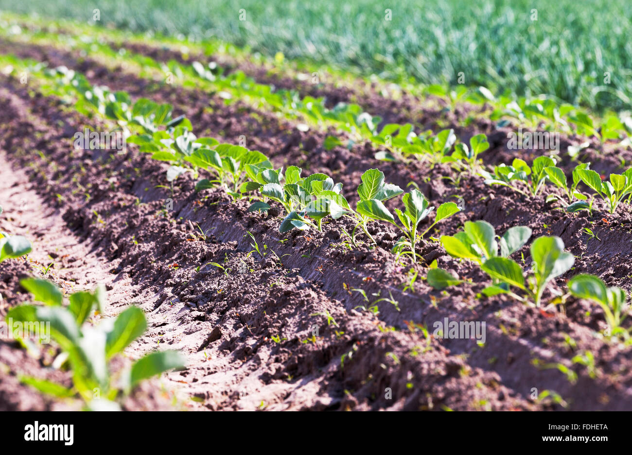 sprout cabbage . field Stock Photo - Alamy
