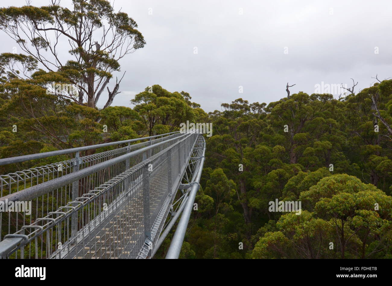 Tree Top Walk in the Valley of the Giants, Walpole-Nornalup National ...