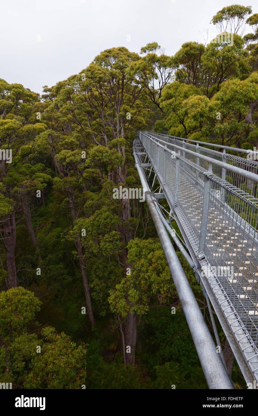 Tree top walk australia hi-res stock photography and images - Alamy