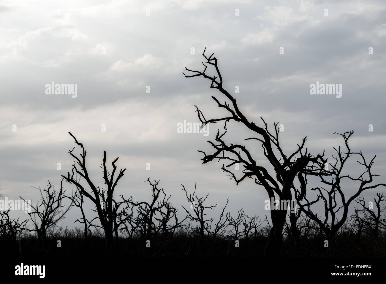 Dead trees africa hi-res stock photography and images - Alamy