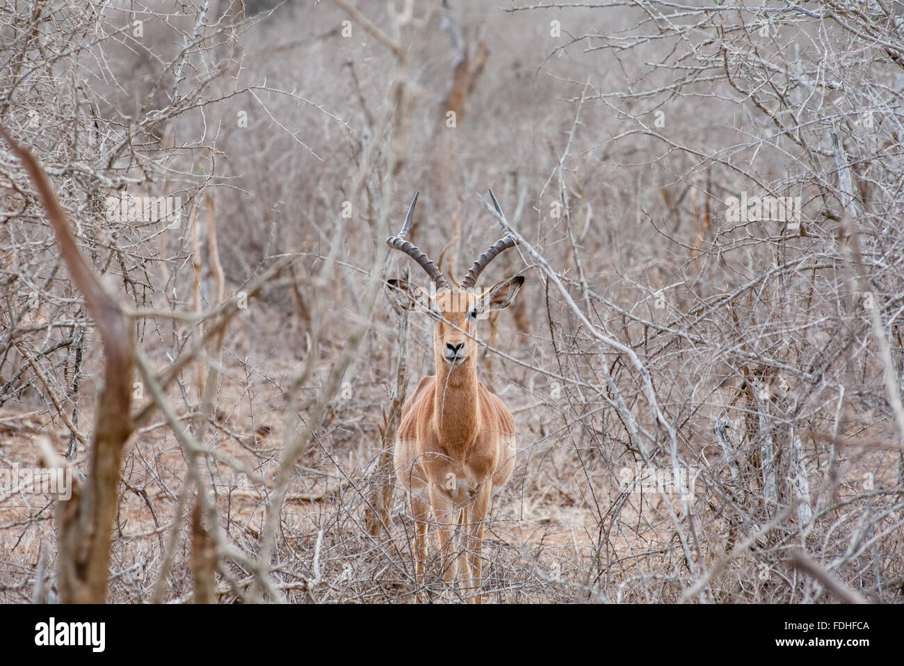 Impala in impala hi-res stock photography and images - Alamy