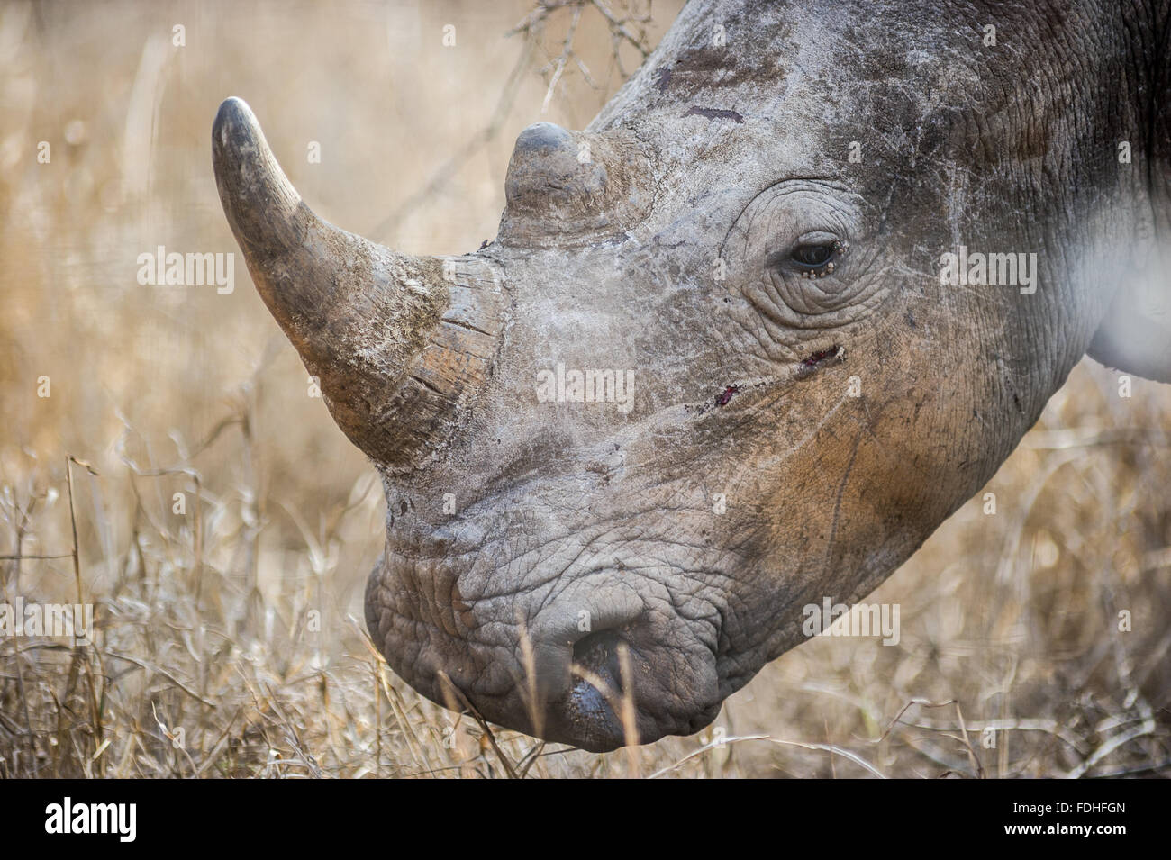 Rhinoceros (Rhinocerotidae) at Hlane Royal Game Preserve, Swaziland ...