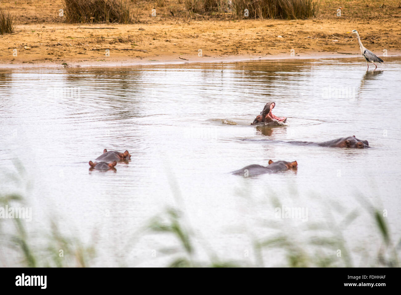 Indian hippopotamus hi-res stock photography and images - Alamy