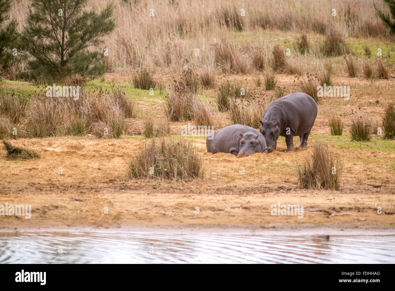 Hippopotamus amphibius beach High Resolution Stock Photography and ...