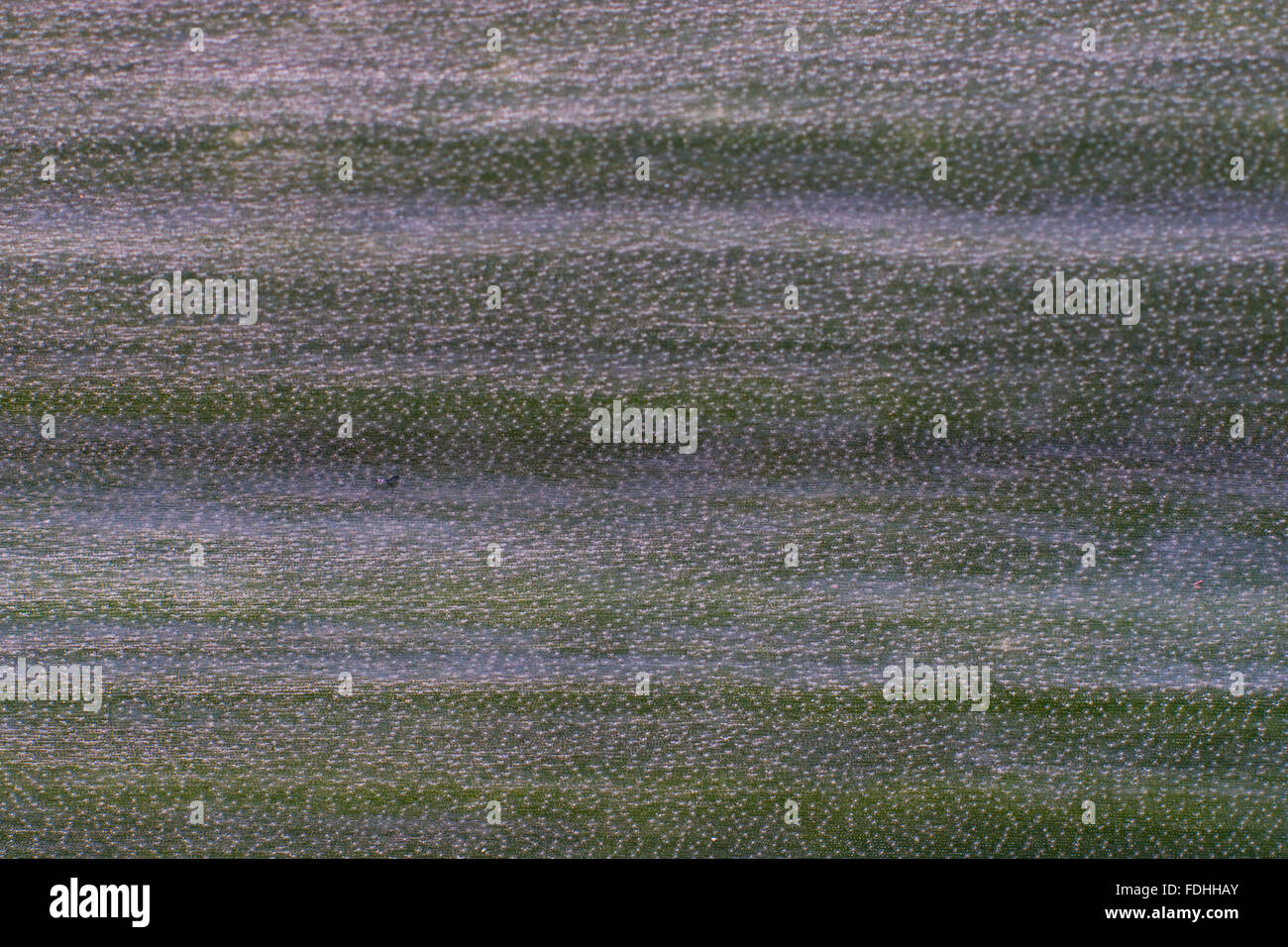 leek leaf closeup Stock Photo - Alamy