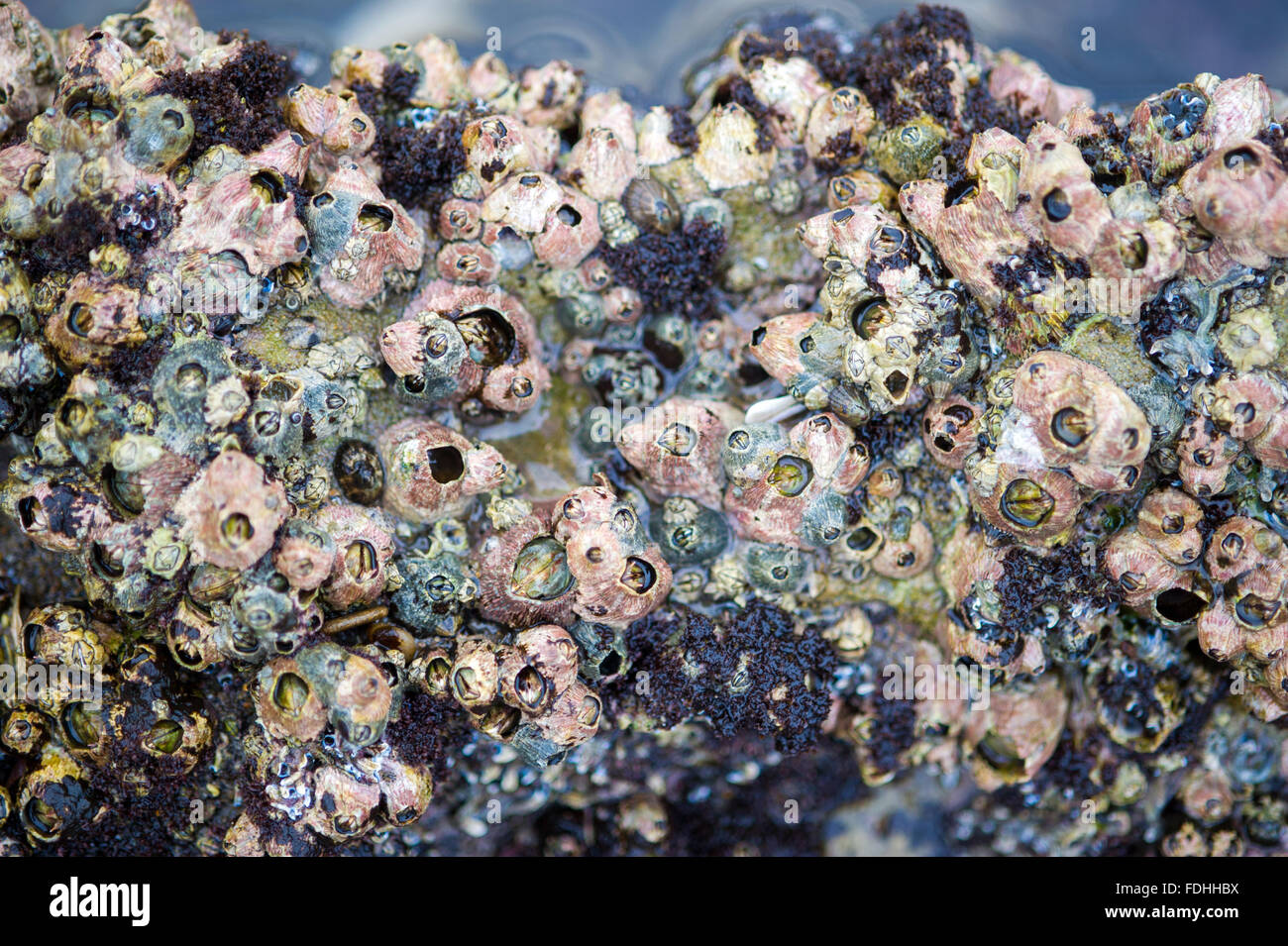 Barnacles hi-res stock photography and images - Alamy