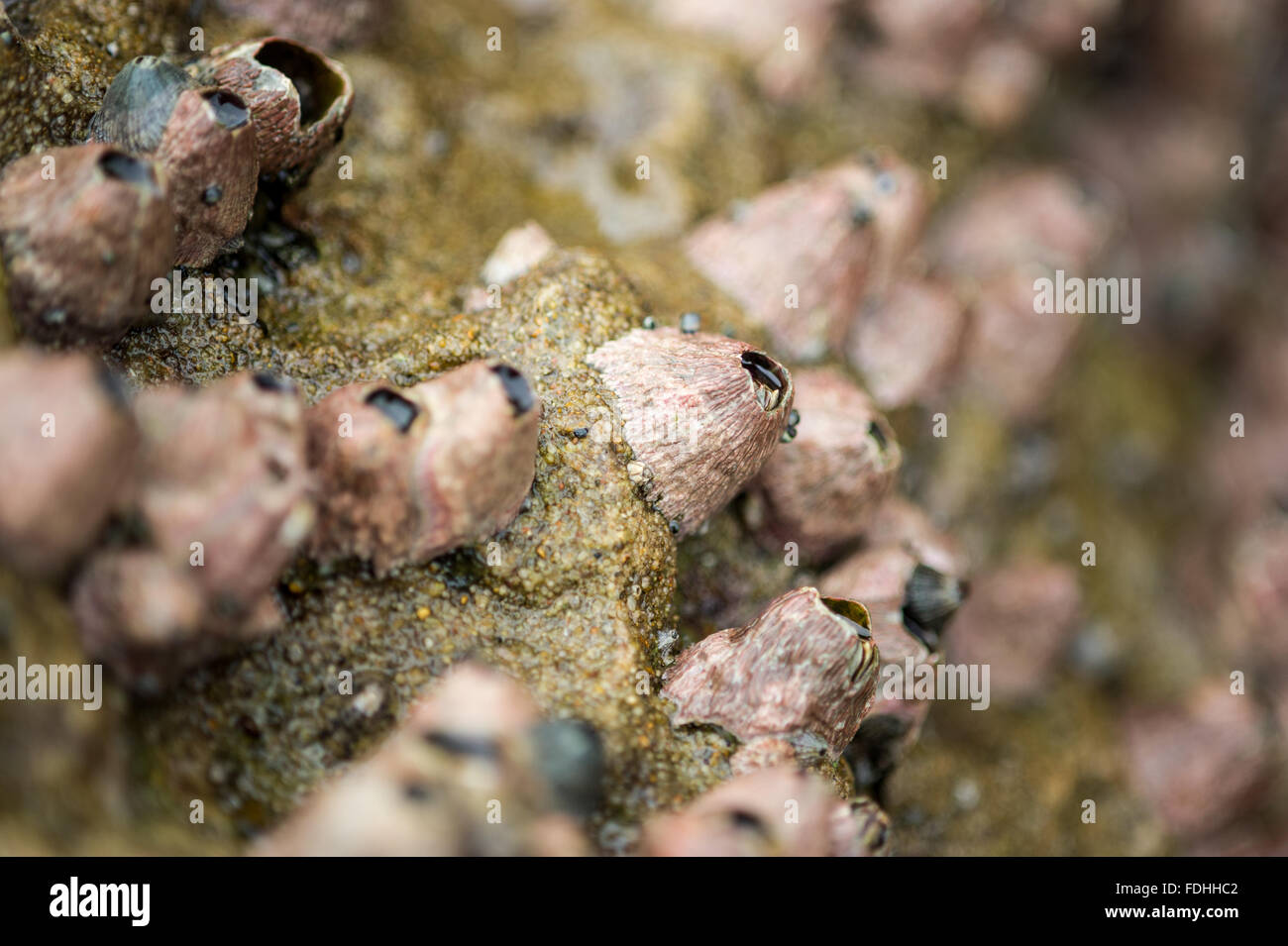 Water barnacles hi-res stock photography and images - Alamy