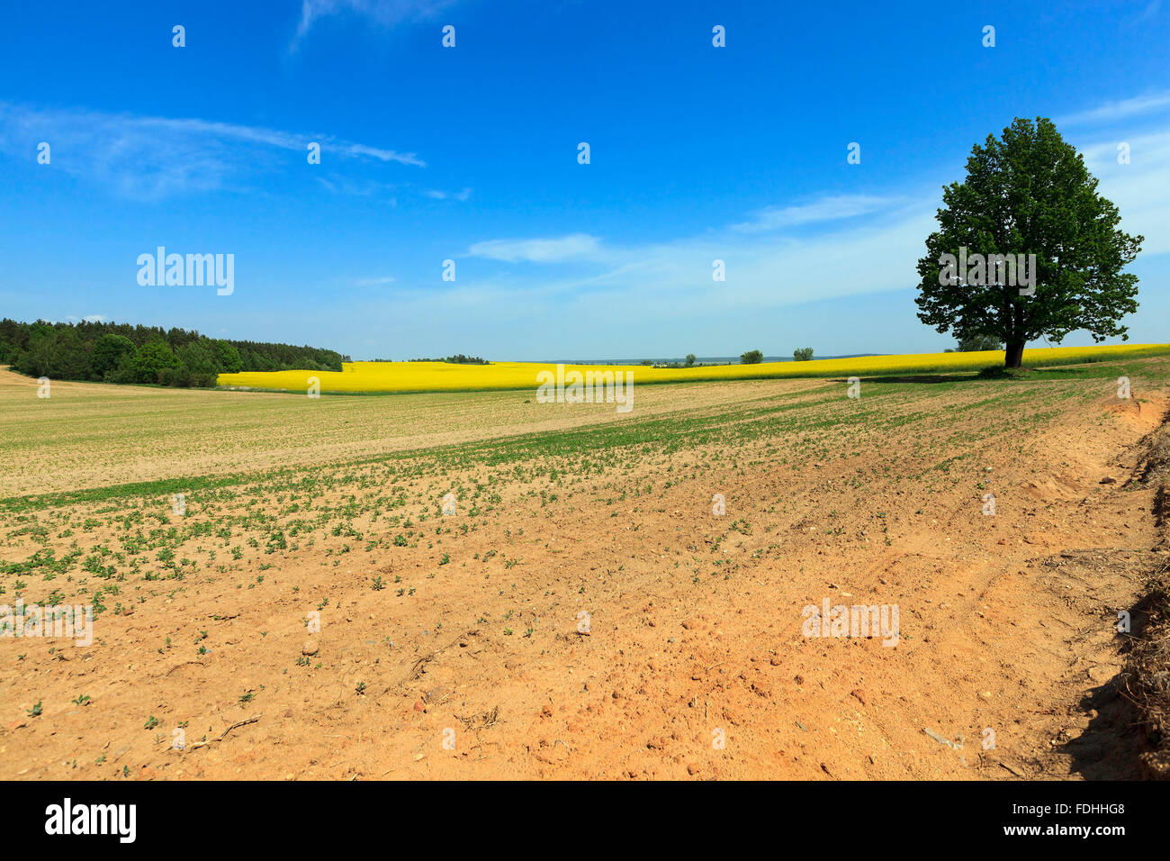 tree in the field Stock Photo - Alamy