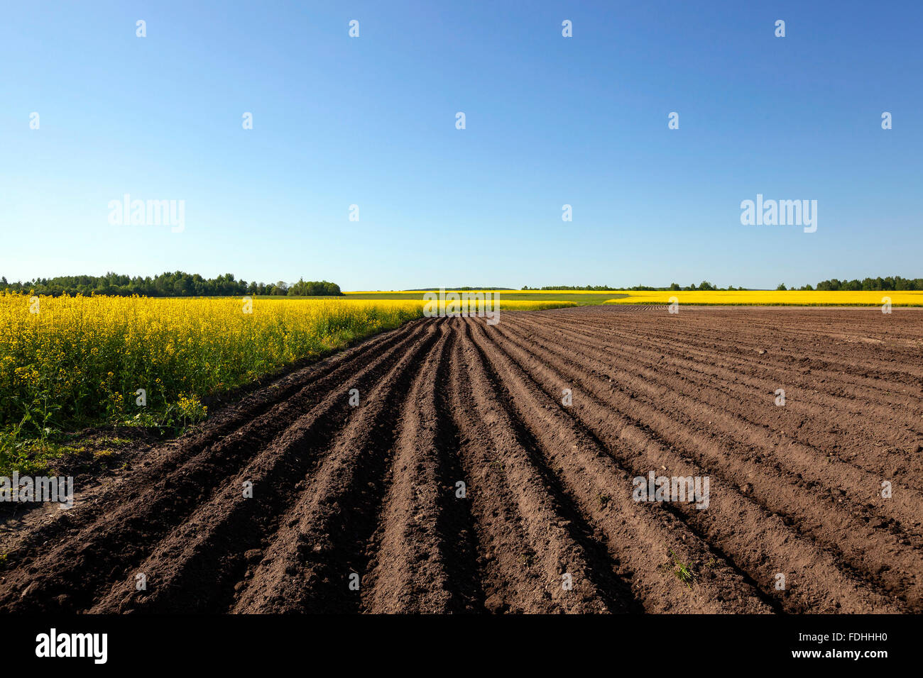 Potato agriculture process hi-res stock photography and images - Alamy