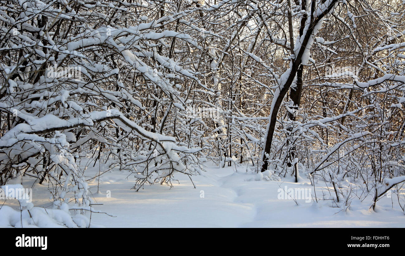 Path in snow drifts through the trees Stock Photo - Alamy