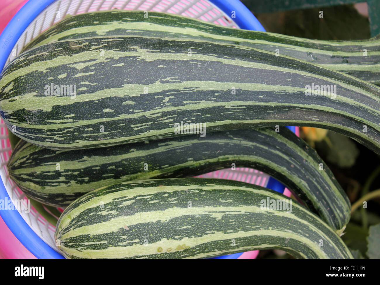Cucurbita pepo, cultivar PUSA Alankar of squash, with flask shaped ...