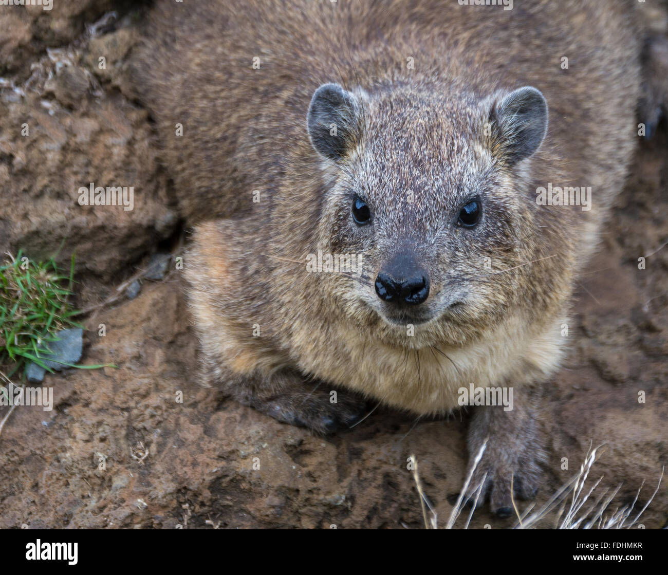 Rock hyrax (Procavia capensis) in Nakuru National Park, Kenya Stock ...