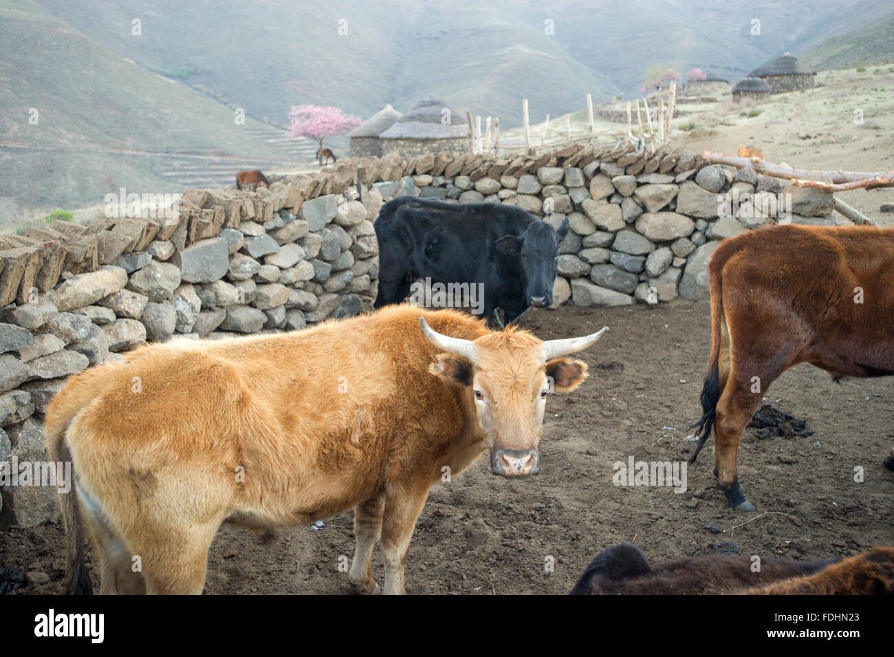 Cattle kraal hi-res stock photography and images - Alamy