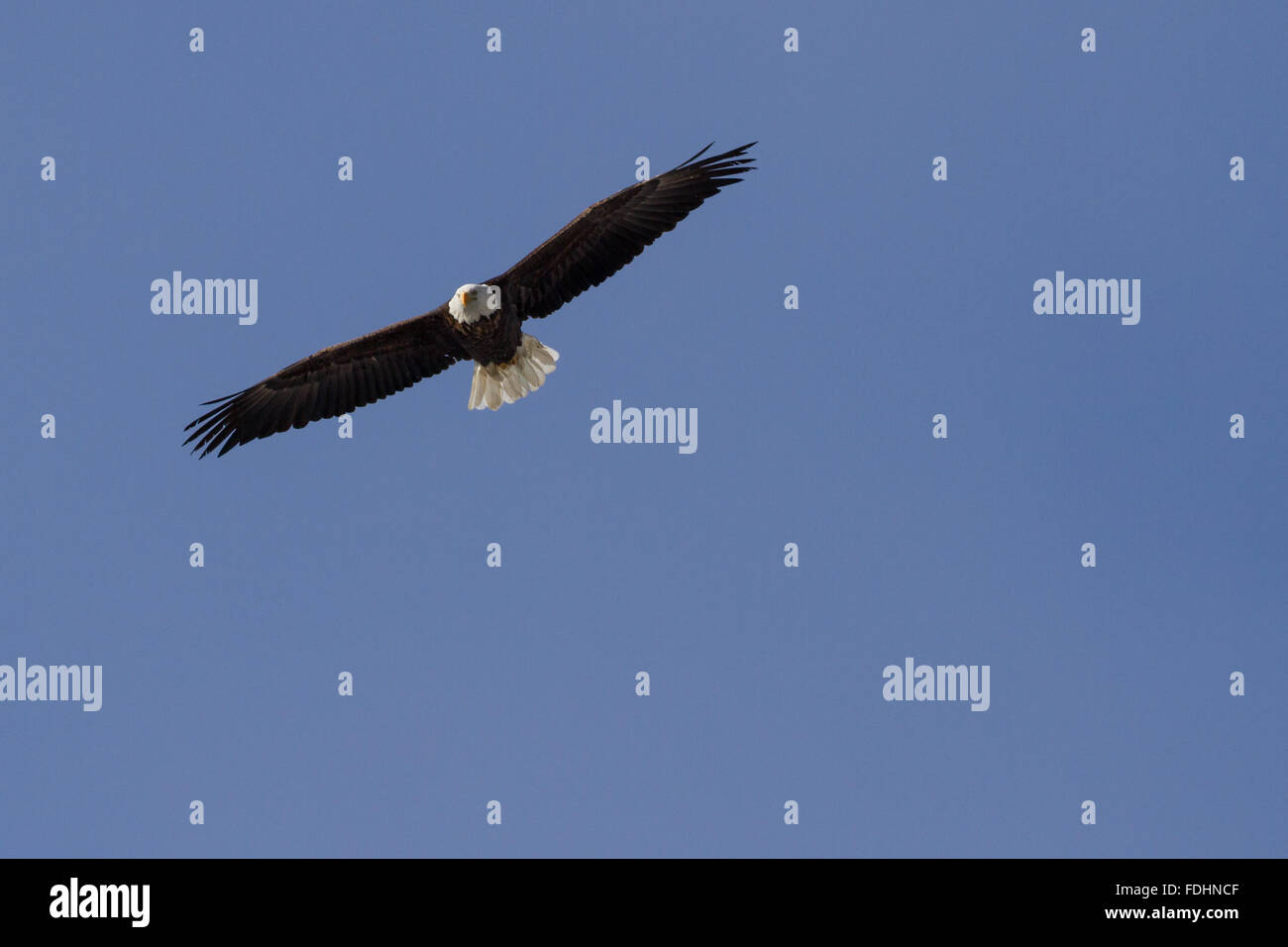 North idaho eagles hi-res stock photography and images - Alamy
