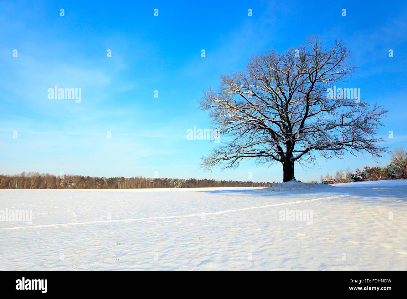 lonely tree . snow Stock Photo - Alamy