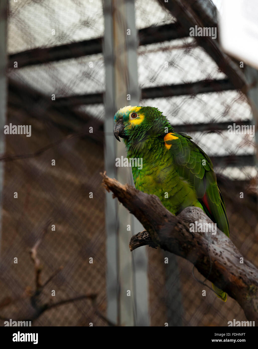 green parrot , zoo Stock Photo - Alamy